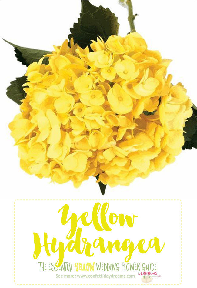 Names and Types of Yellow Wedding Flowers with Pics + Flower Tips