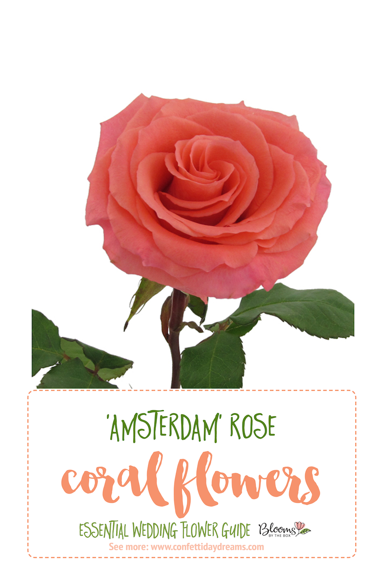 The Essential Coral Wedding Flowers Guide: Types of Peach Flowers ...