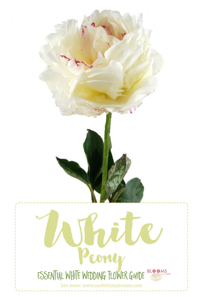White Wedding Flowers Guide: Types of White Flowers, Names + Pics