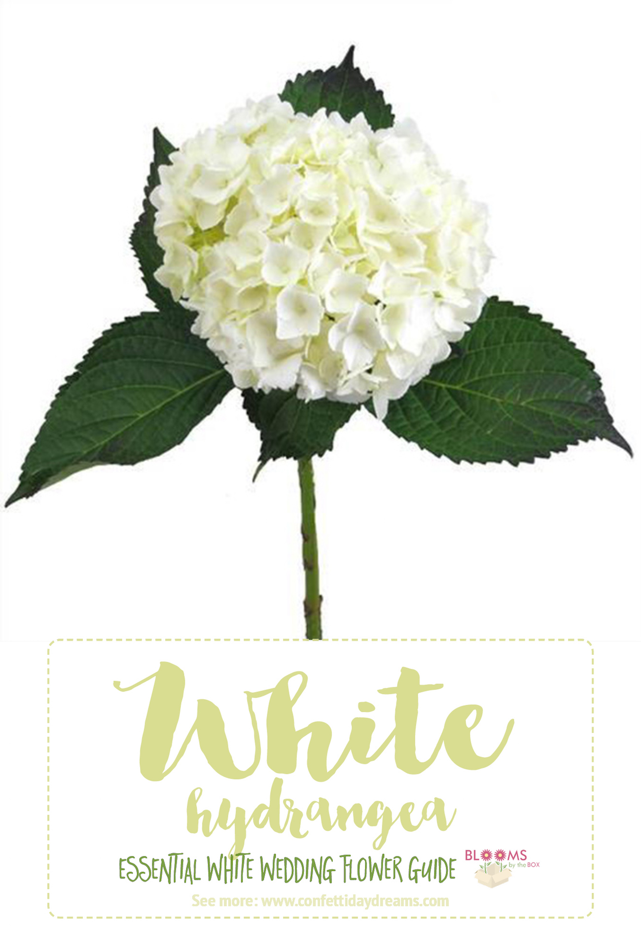 White Wedding Flowers Guide: Types of White Flowers, Names + Pics