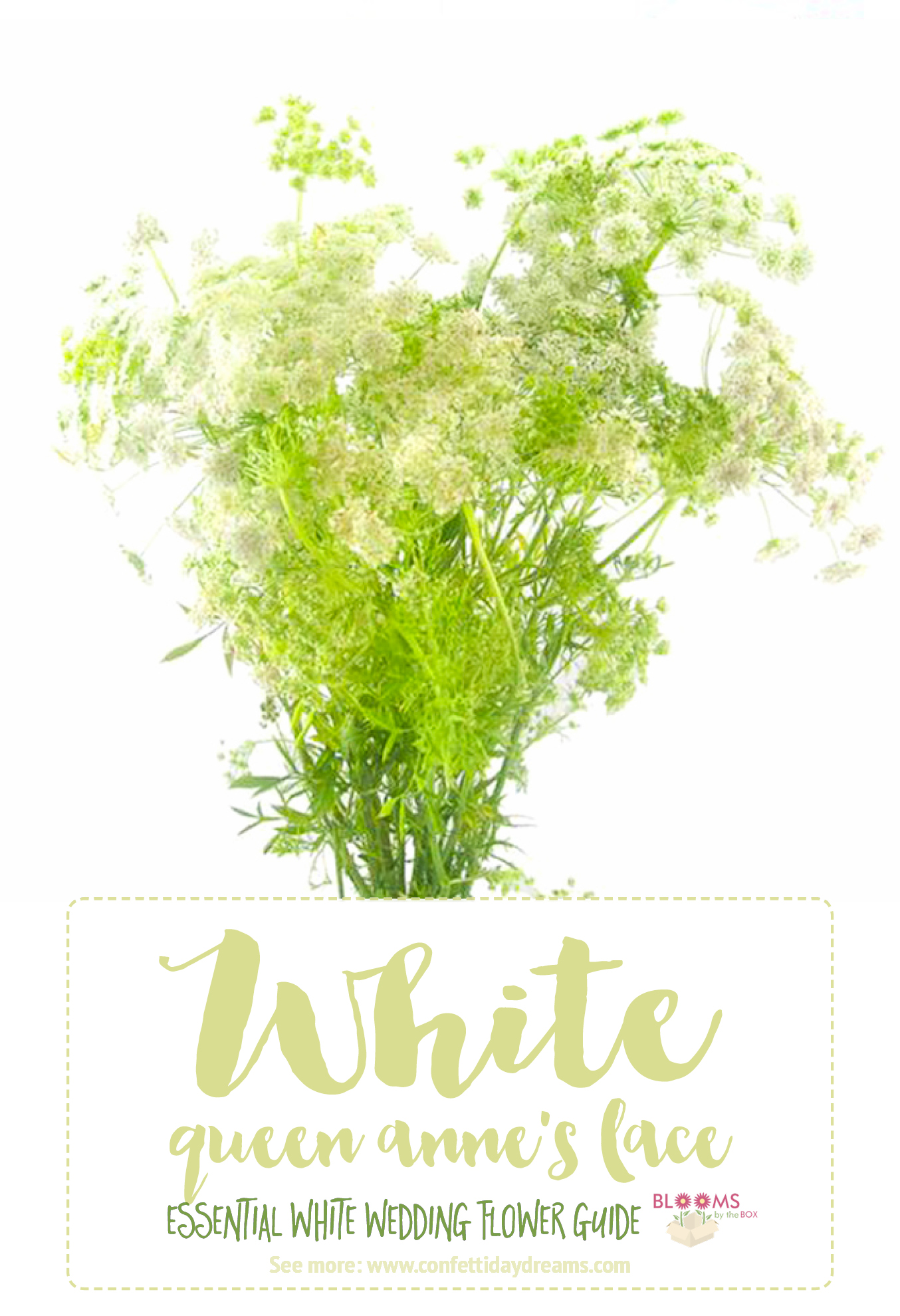 White Wedding Flowers Guide: Types of White Flowers, Names + Pics