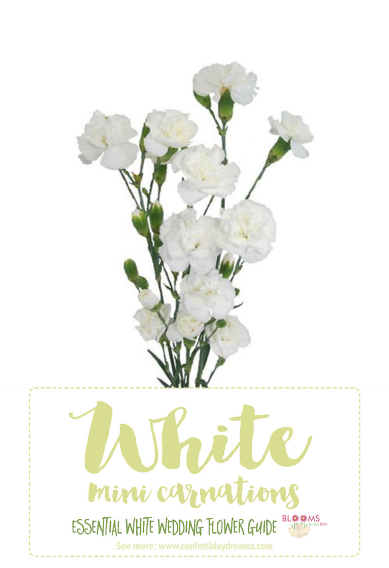 White Wedding Flowers Guide: Types of White Flowers, Names + Pics