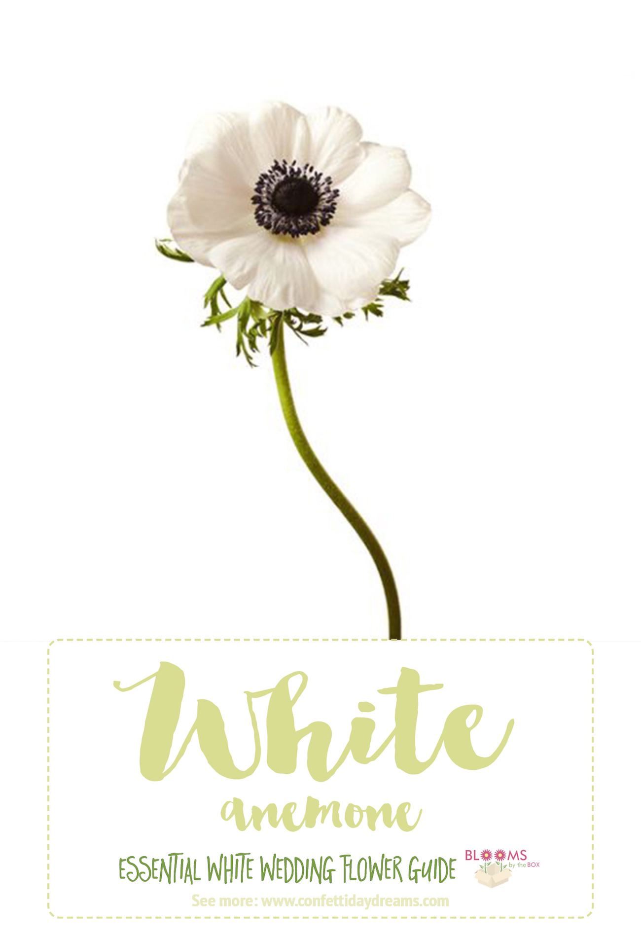 White Wedding Flowers Guide: Types of White Flowers, Names + Pics