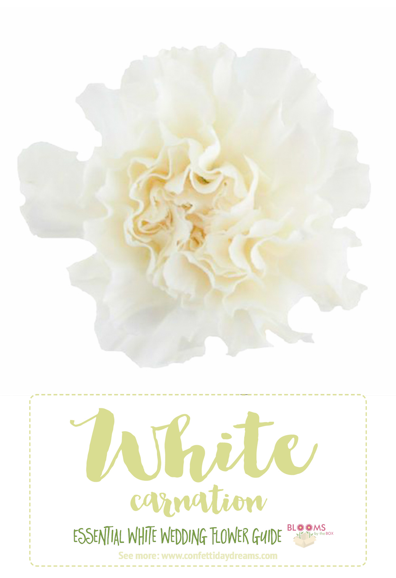 White Wedding Flowers Guide: Types of White Flowers, Names + Pics