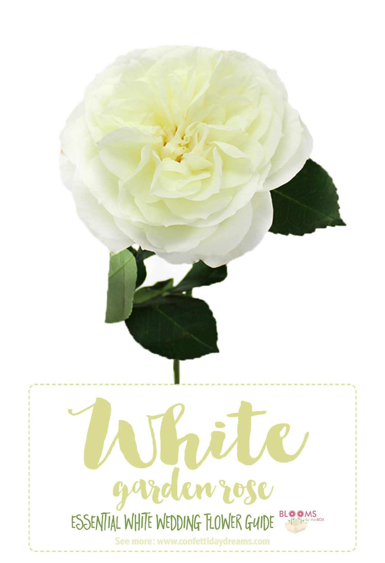 White Wedding Flowers Guide: Types of White Flowers, Names + Pics